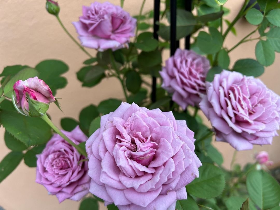 10 Popular Types Of Rose Pictorial Guide