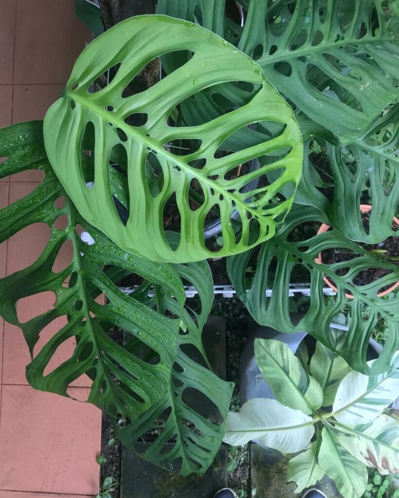 20 Popular Types Of Monstera Pictorial Guide