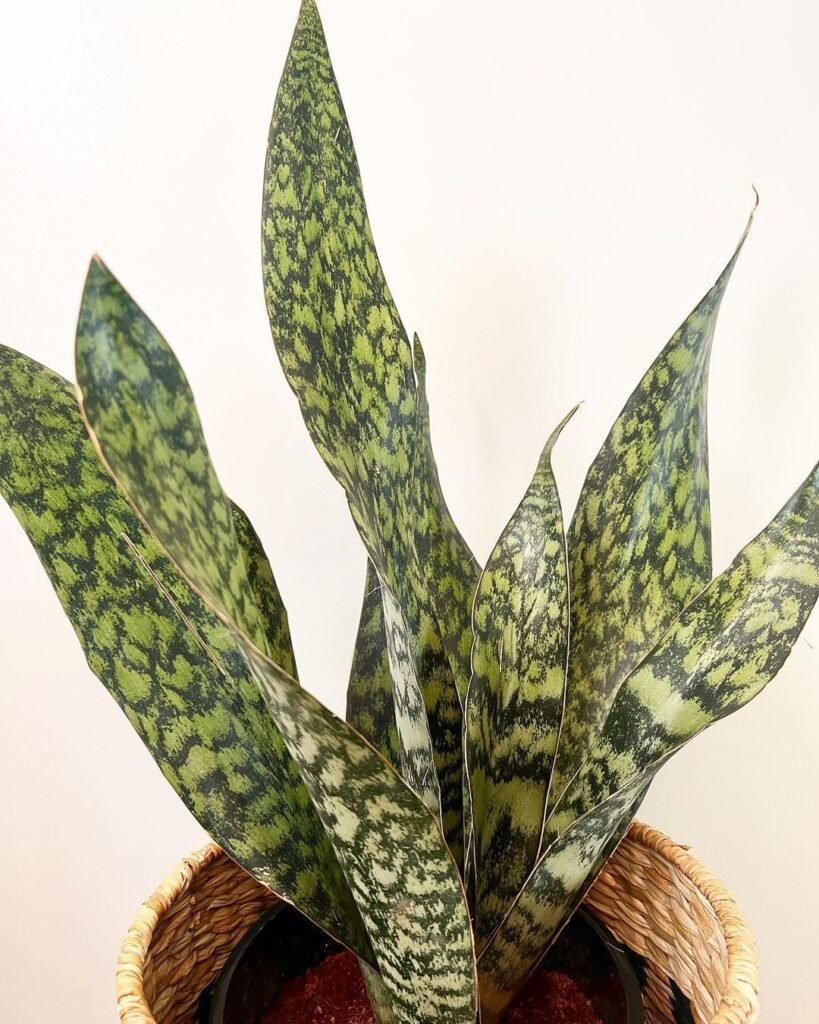 40 Popular Types Of Sansevieria Pictorial Guide