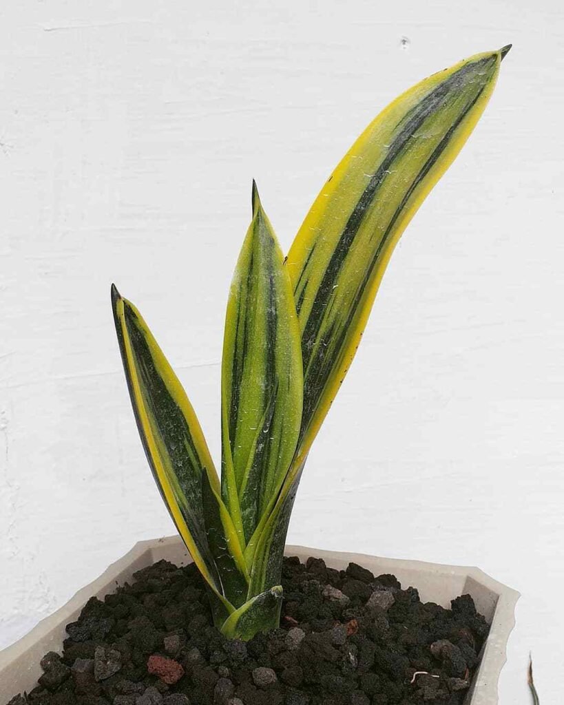 40 Popular Types Of Sansevieria Pictorial Guide