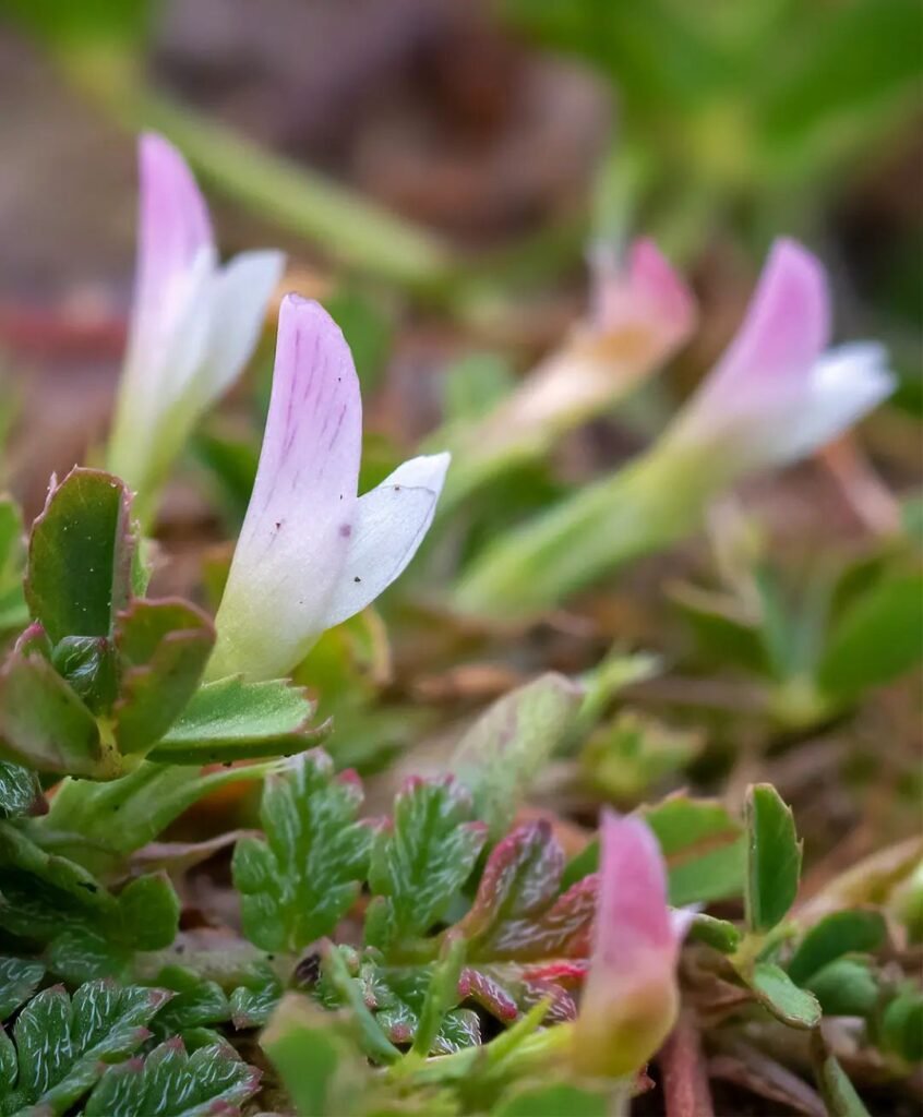 30 Popular Types Of Trifolium Pictorial Guide