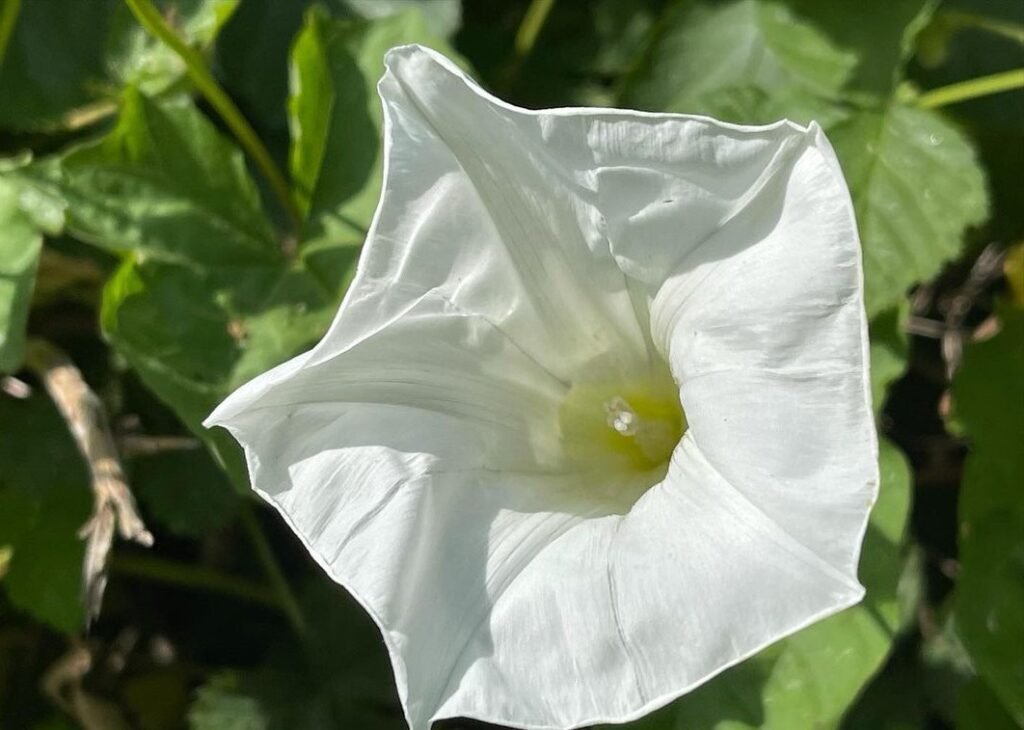20 Popular Types Of Convolvulus Pictorial Guide
