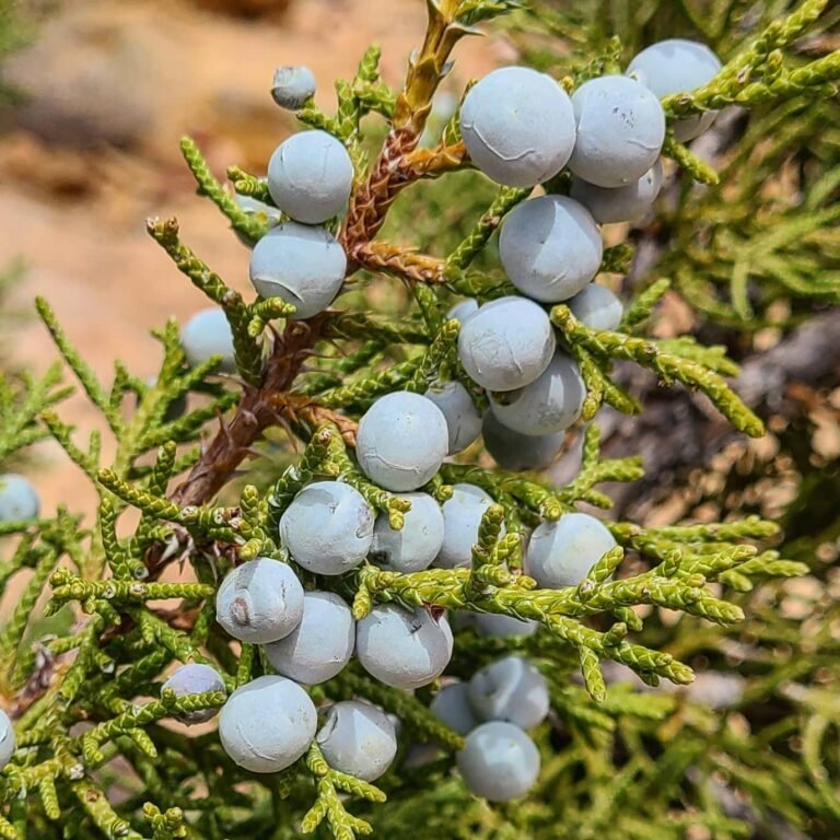 30 Popular Types Of Juniperus Pictorial Guide