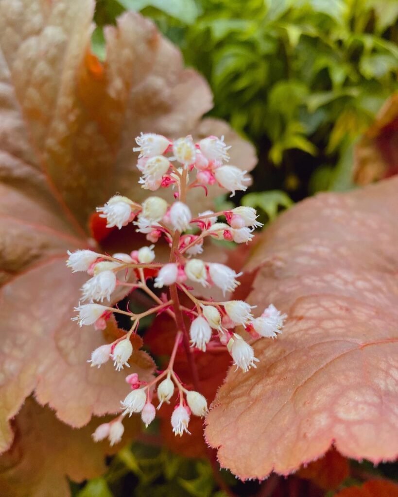 15 Popular Types Of Heuchera Pictorial Guide