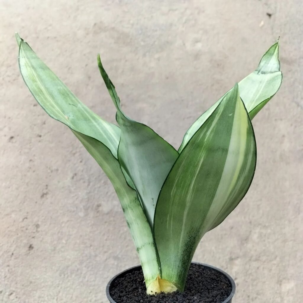 40 Popular Types Of Sansevieria Pictorial Guide