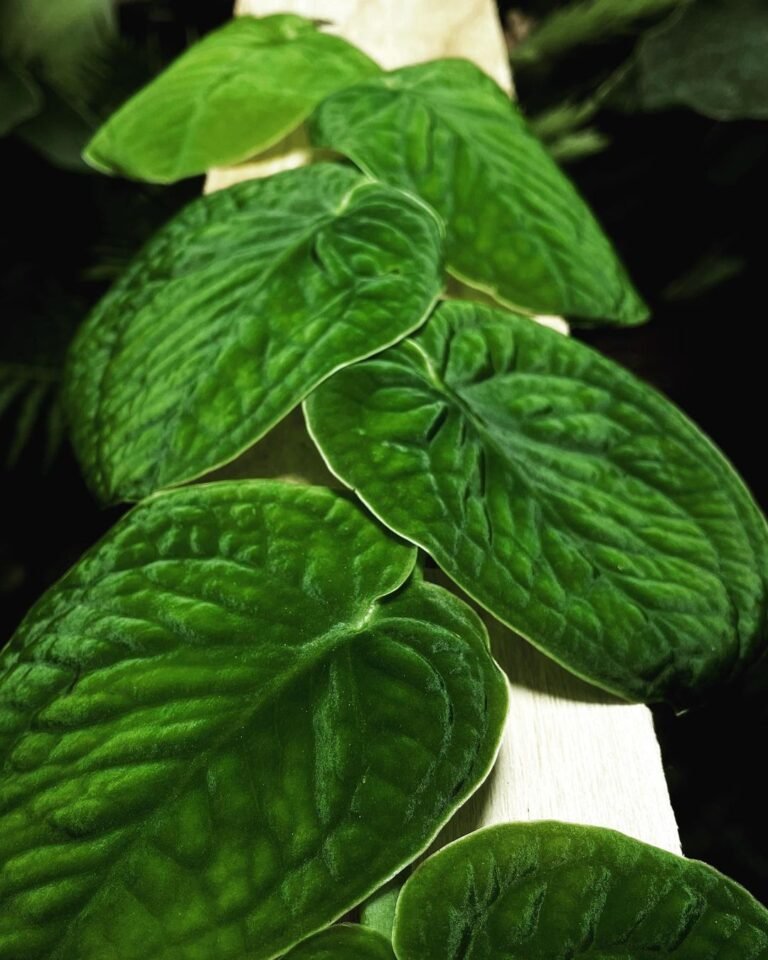 20 Popular Types Of Monstera Pictorial Guide