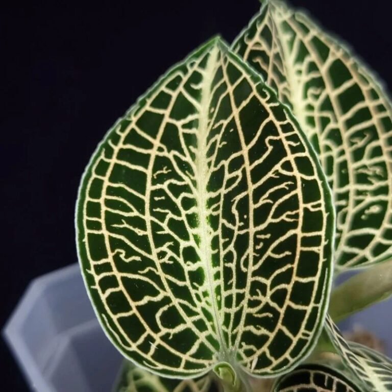 25 Popular Types Of Maranta Pictorial Guide
