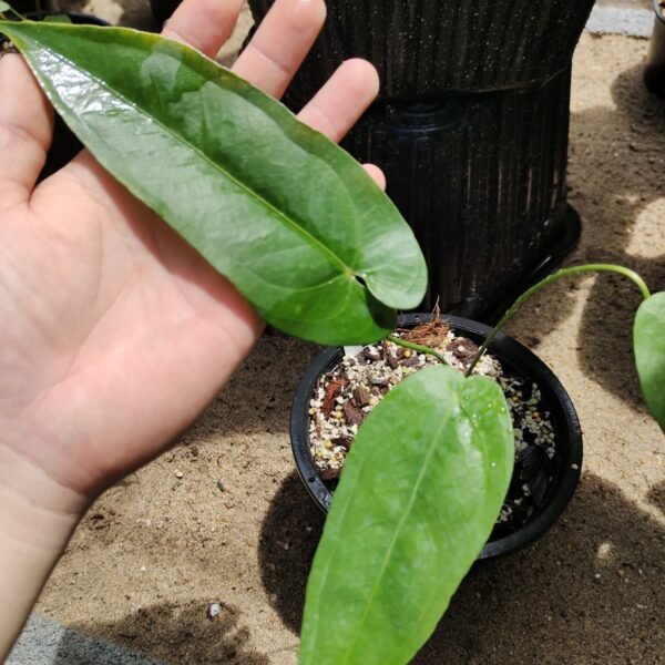 25 Popular Types Of Maranta Pictorial Guide