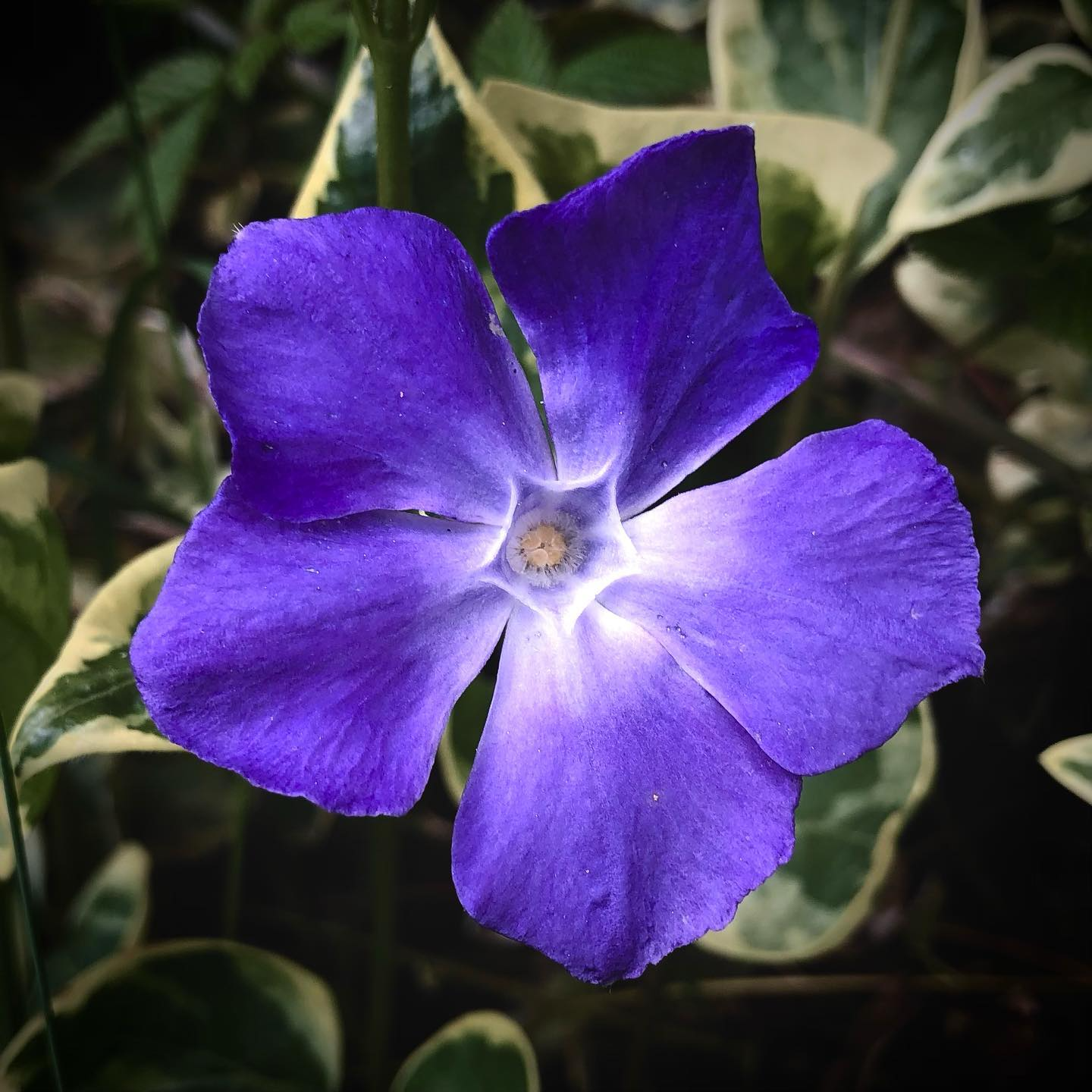 5 Types Of Vinca Pictorial Guide