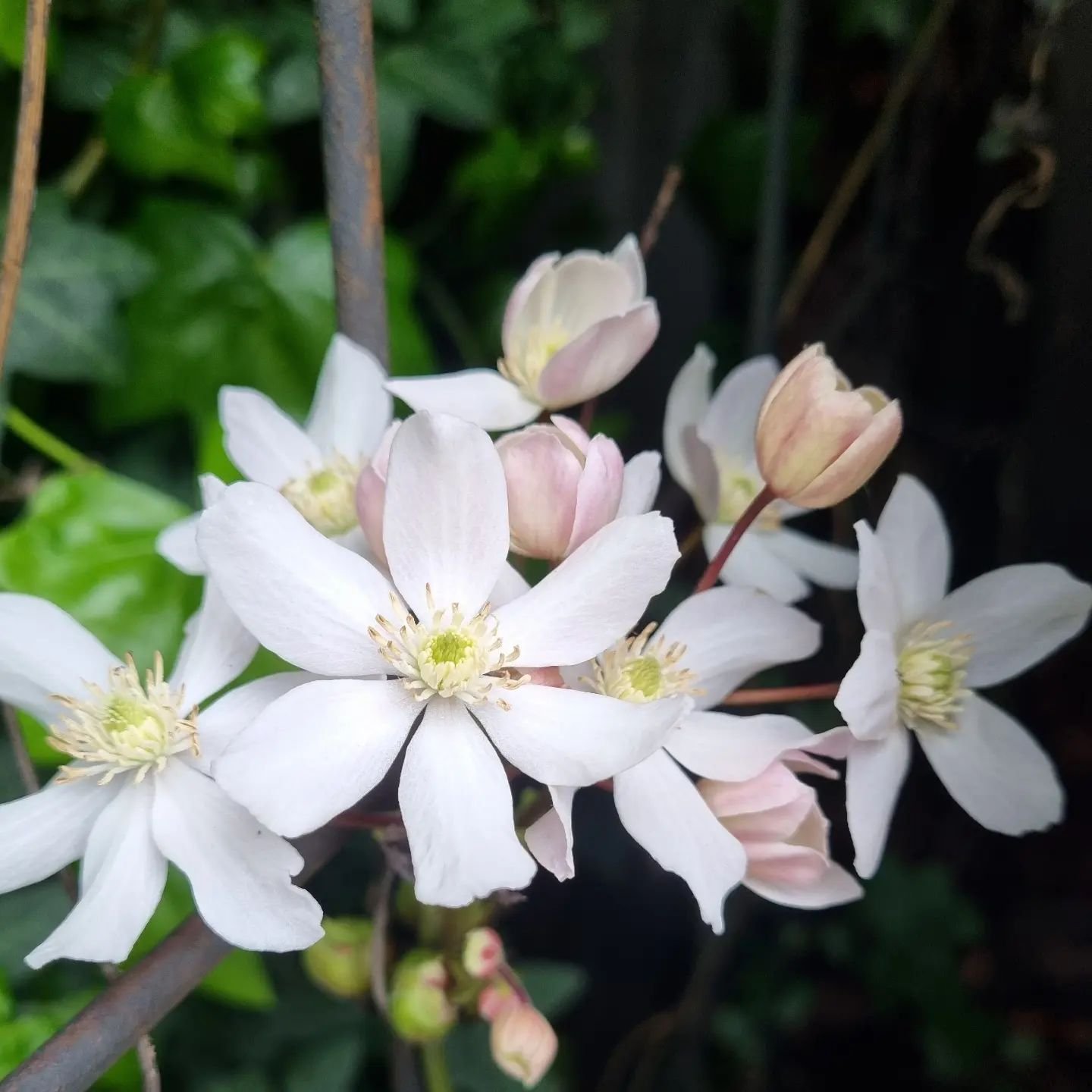 40 Popular Types Of Clematis Pictorial Guide