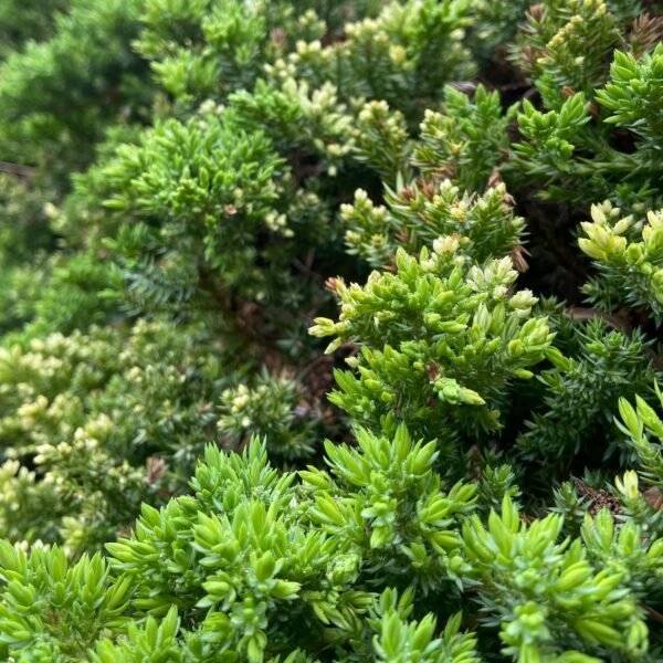 30 Popular Types Of Juniperus Pictorial Guide