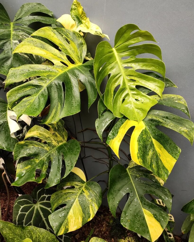 20 Popular Types Of Monstera Pictorial Guide