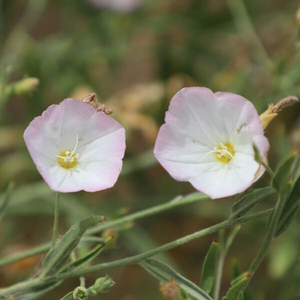 20 Popular Types Of Convolvulus Pictorial Guide