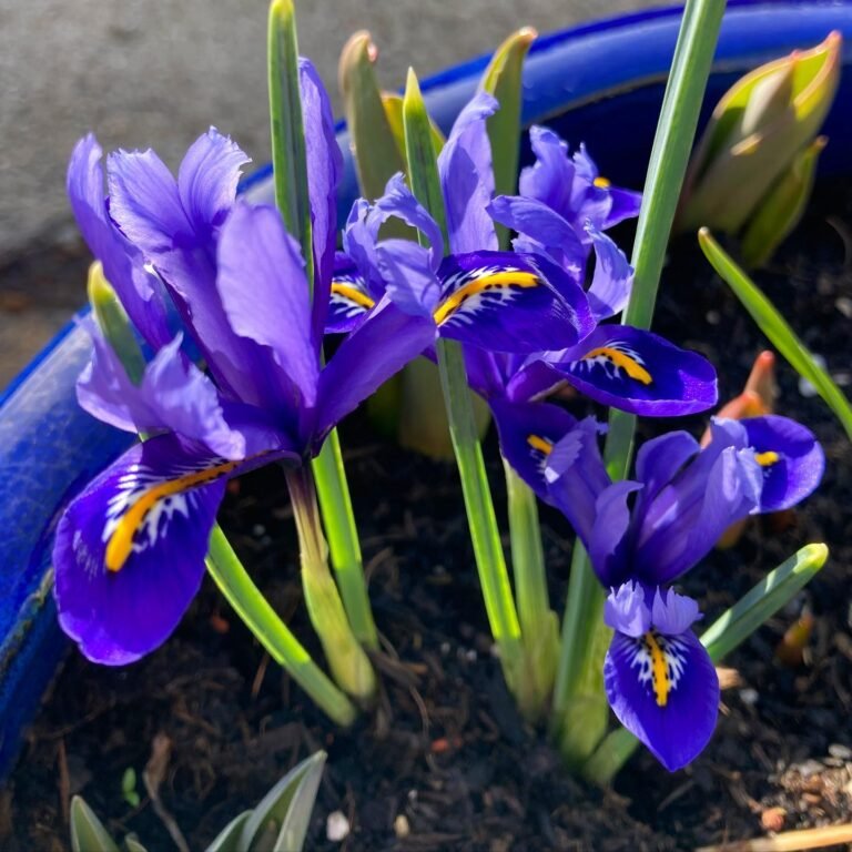 20 Popular Types Of Iris Pictorial Guide