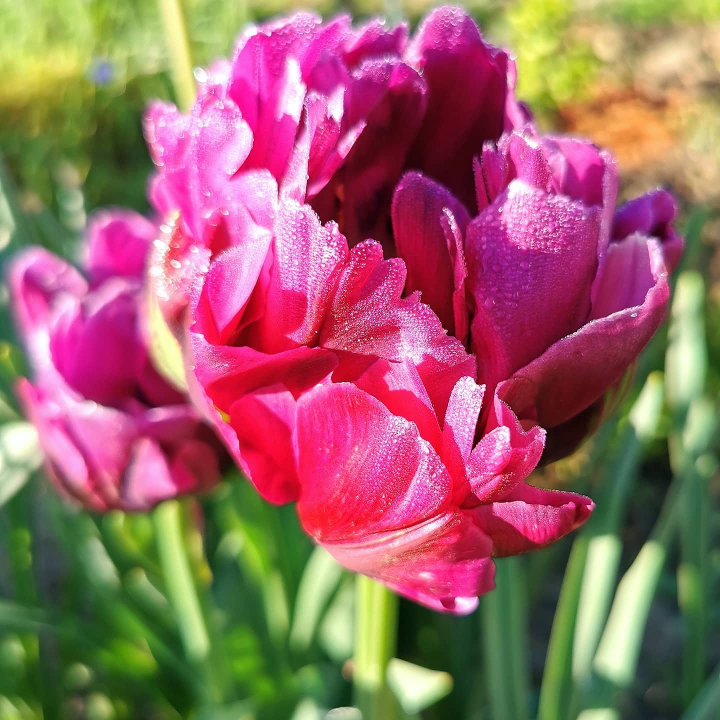 40 Types Of Popular Tulipa Pictorial Guide