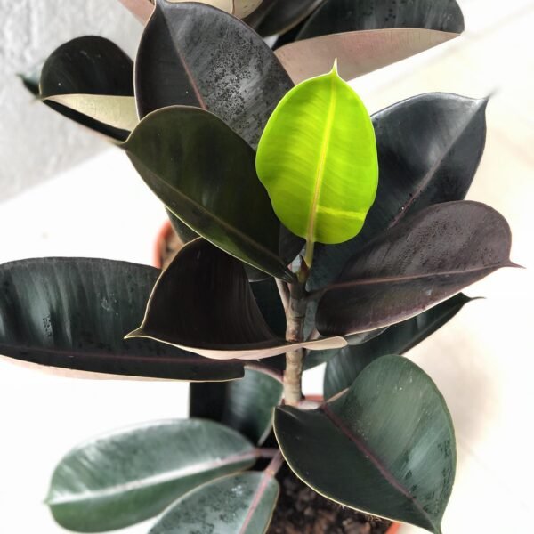 25 Popular Types Of Maranta Pictorial Guide