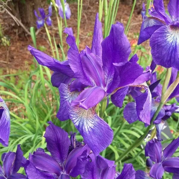 20 Popular Types Of Iris Pictorial Guide