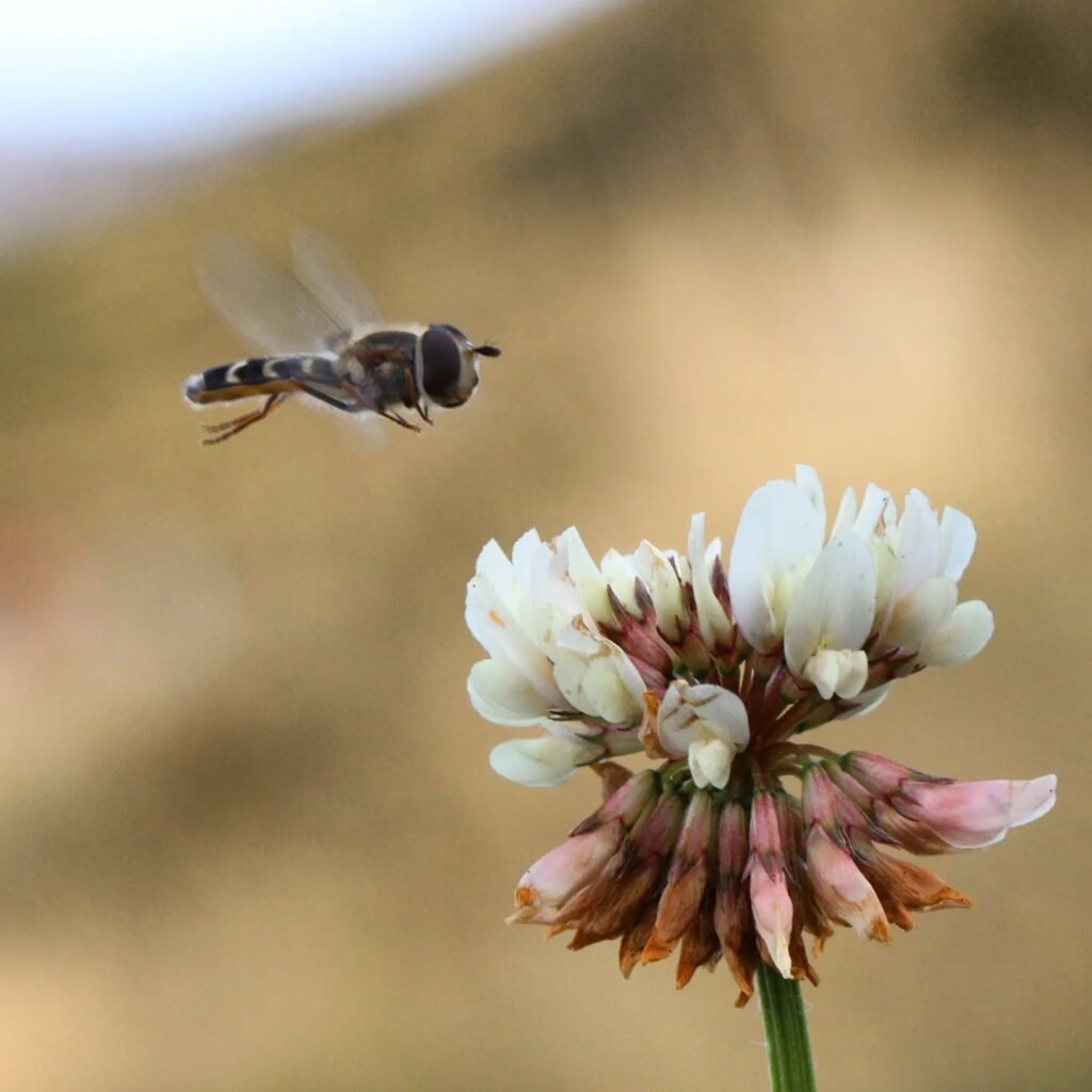30 Popular Types Of Trifolium Pictorial Guide