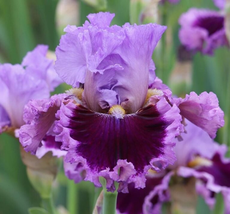 20 Popular Types Of Iris Pictorial Guide
