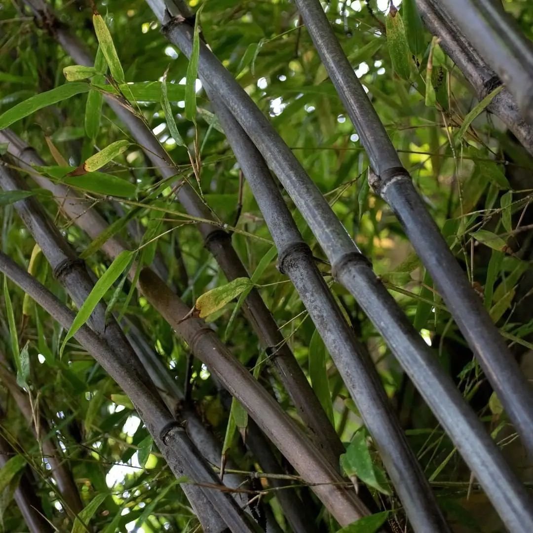30 Popular Types Of Bamboo Pictorial Guide