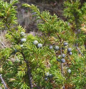 30 Popular Types Of Juniperus Pictorial Guide