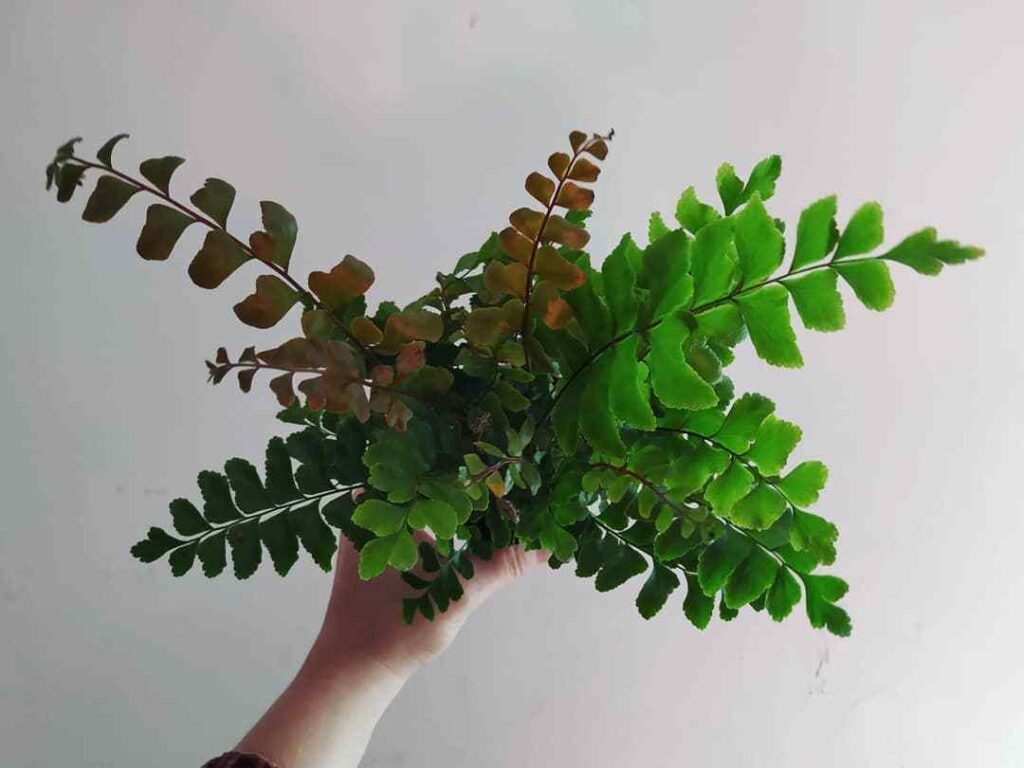 40 Popular Types Of Adiantum Fern Pictorial Guide