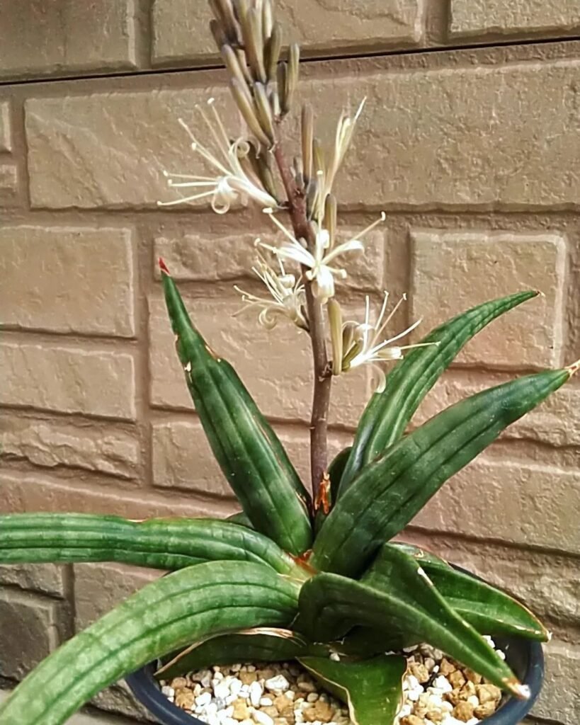 40 Popular Types Of Sansevieria Pictorial Guide