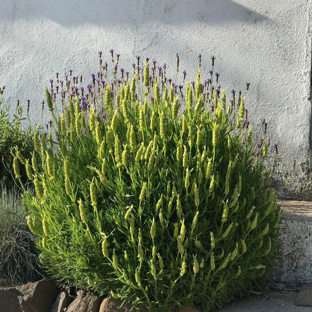 10 Popular Types Of Lavender Pictorial Guide