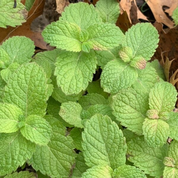 10 Popular Types Of Mentha Plant Pictorial Guide