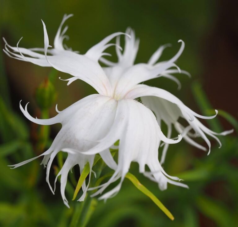 30 Popular Types Of Dianthus Pictorial Guide