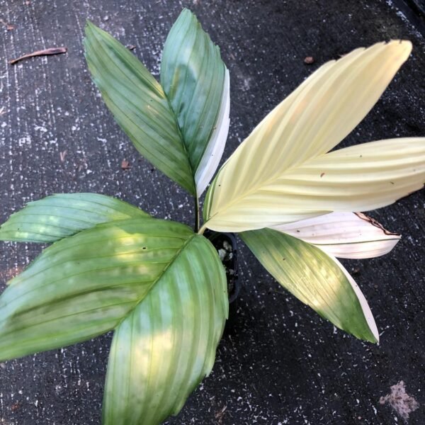 25 Popular Types Of Maranta Pictorial Guide