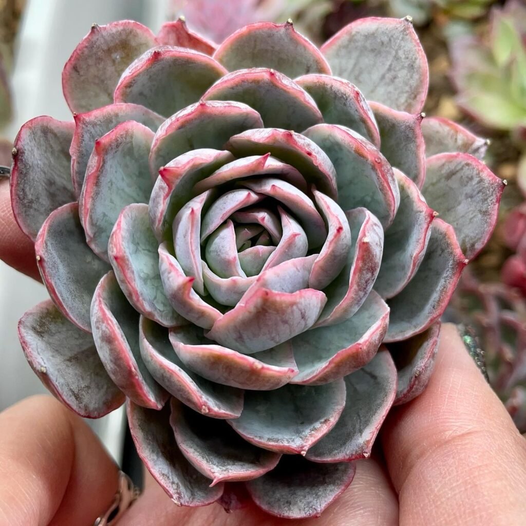 40 Popular Types Of Echeveria Pictorial Guide