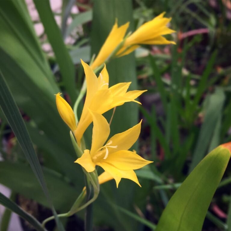 30 Popular Types Of Gladiolus Pictorial Guide
