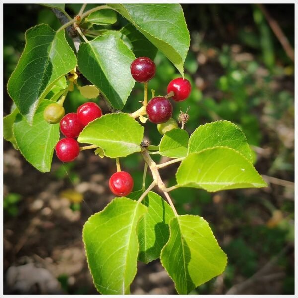 25 Popular Types Of Prunus Pictorial Guide