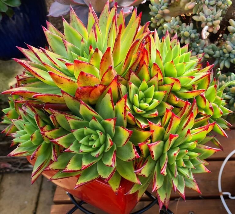 40 Popular Types Of Echeveria Pictorial Guide