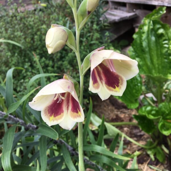 30 Popular Types Of Gladiolus Pictorial Guide