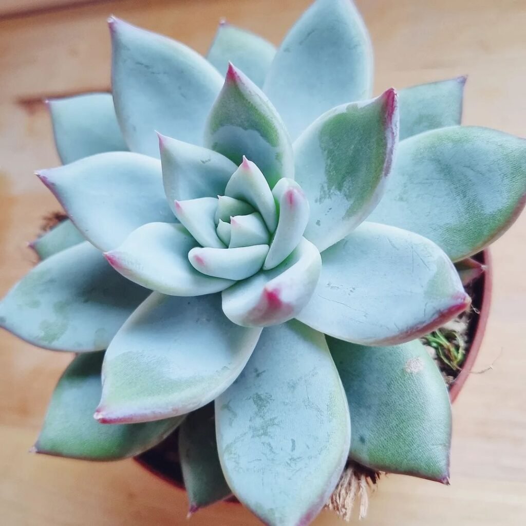 These 10 Blue Houseplants Will Make Your Friends Green With Envy