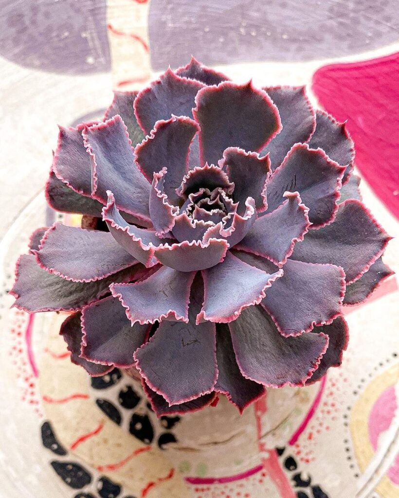 40 Popular Types Of Echeveria Pictorial Guide
