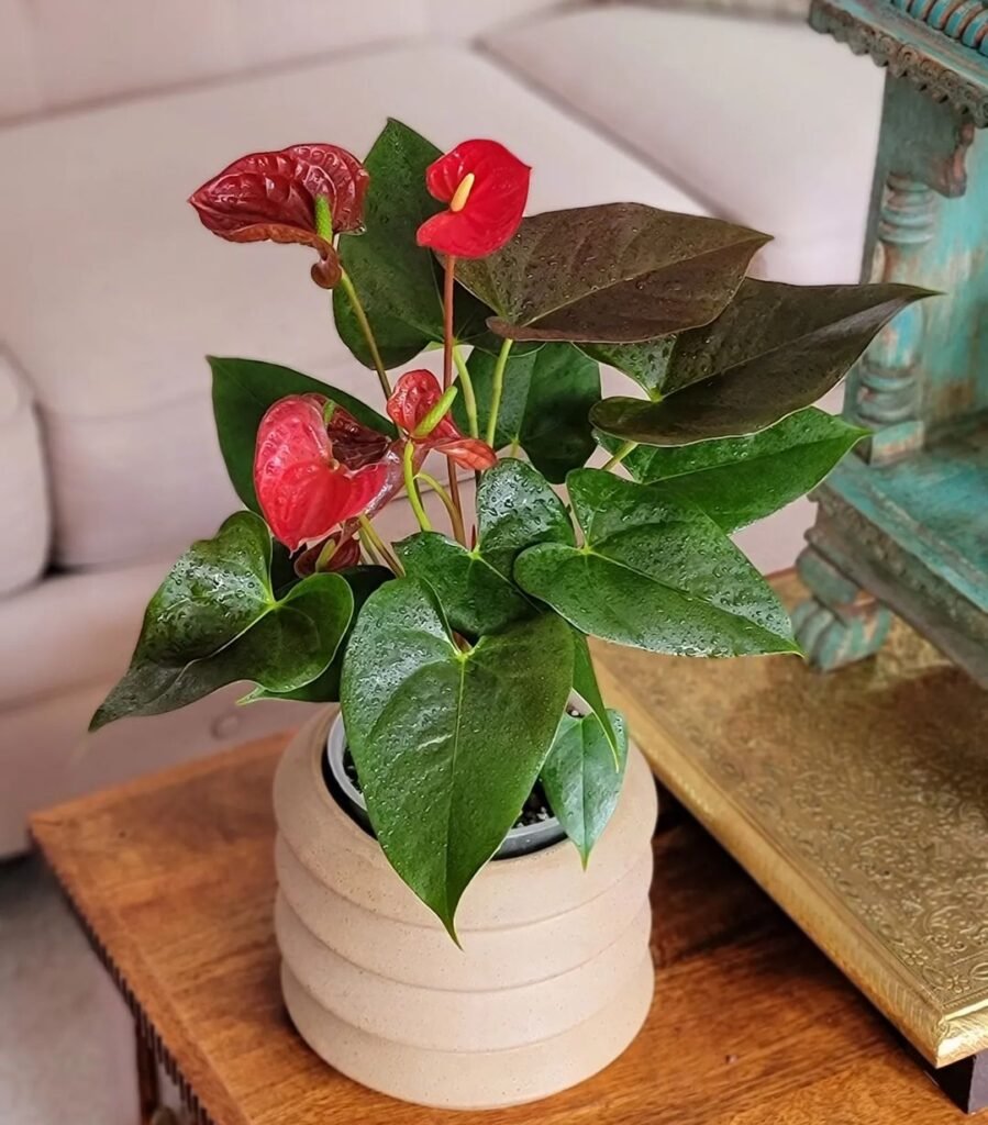 10 Best Houseplants To Bring A Touch Of Red To Your Home
