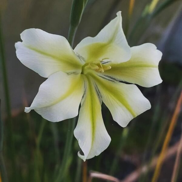 30 Popular Types Of Gladiolus Pictorial Guide