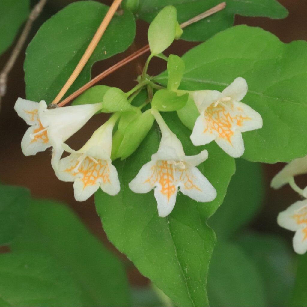 12 Popular Types Of Abelia Pictorial Guide