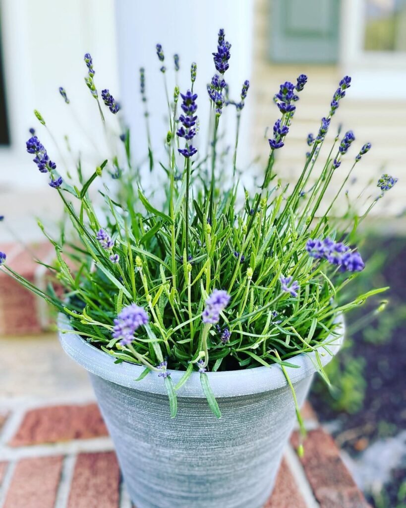 7 Calming Plants For Your Bedroom That Will Help You Sleep Better