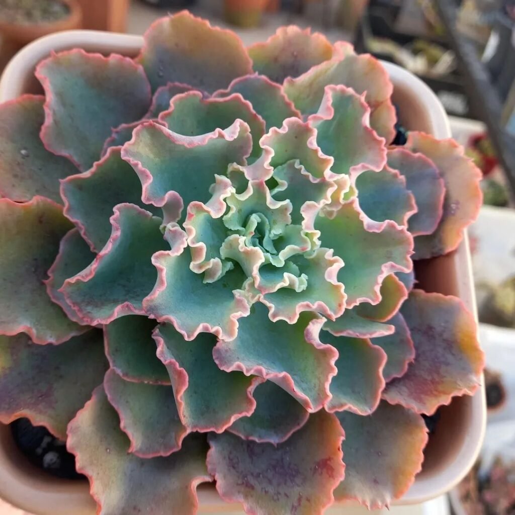 40 Popular Types Of Echeveria Pictorial Guide