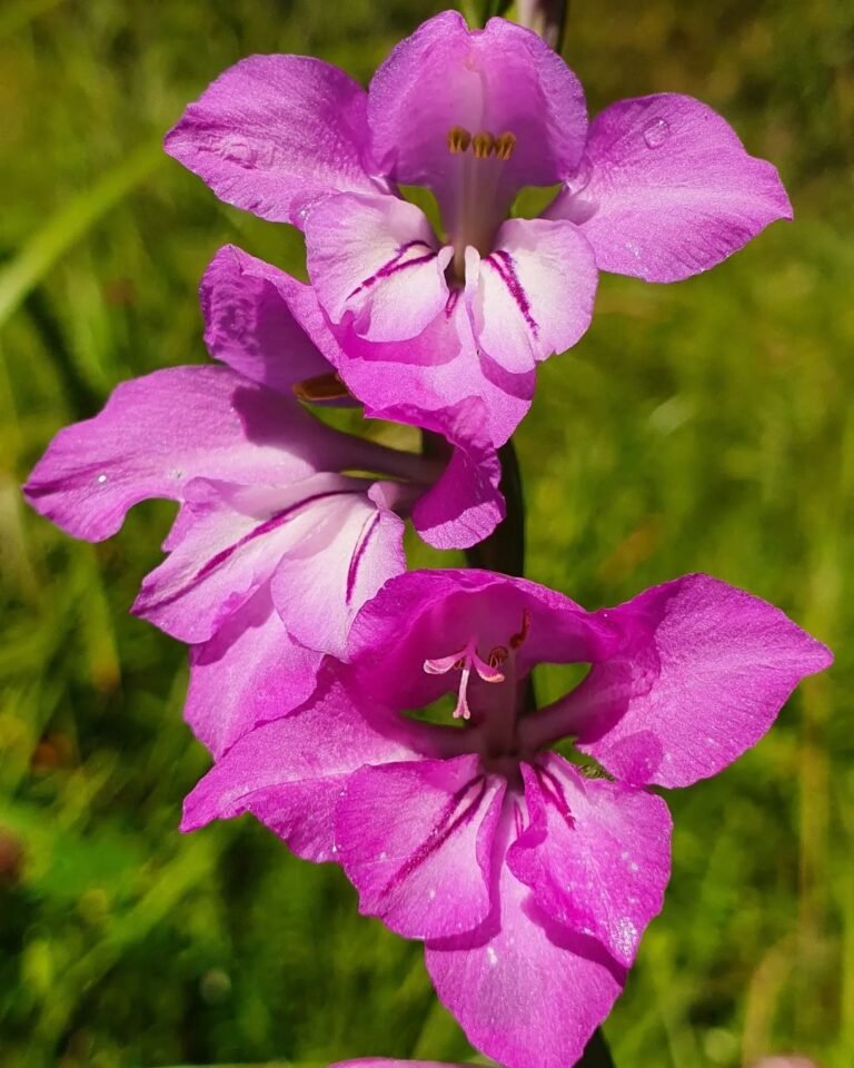 30 Popular Types Of Gladiolus Pictorial Guide