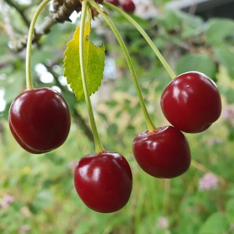 25 Popular Types Of Prunus Pictorial Guide
