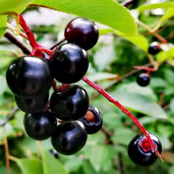 25 Popular Types Of Prunus Pictorial Guide
