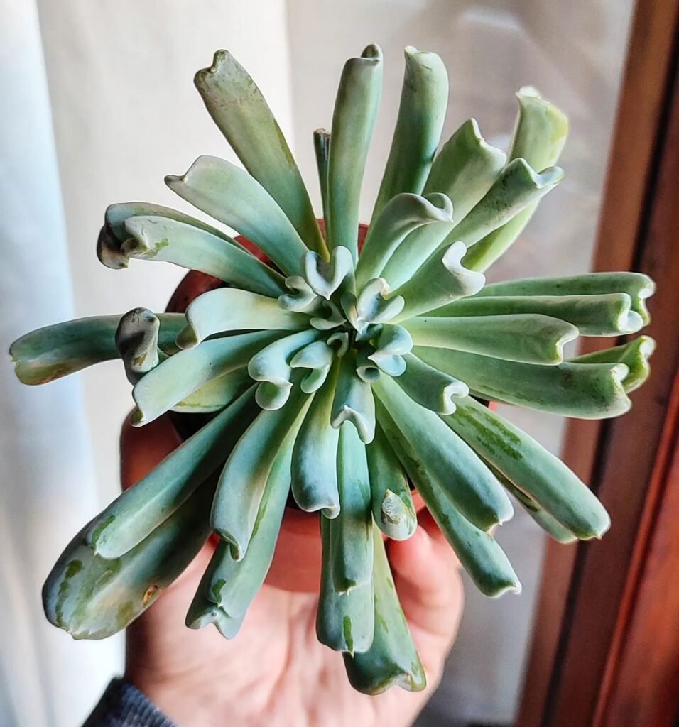 40 Popular Types Of Echeveria Pictorial Guide