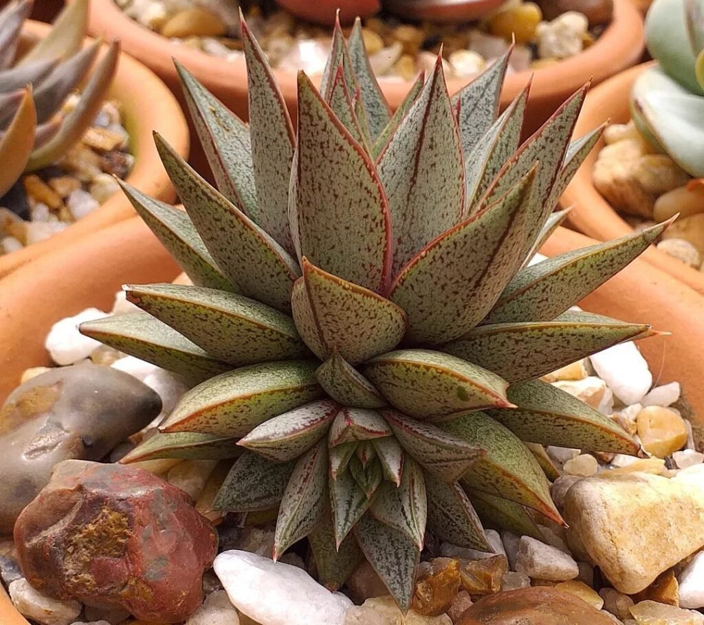 40 Popular Types Of Echeveria Pictorial Guide