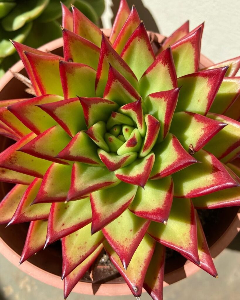 40 Popular Types Of Echeveria Pictorial Guide