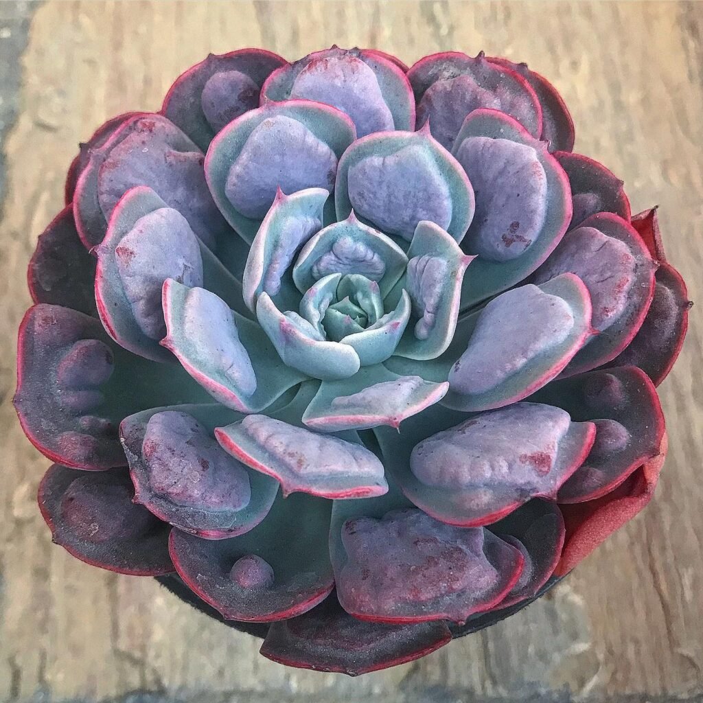 40 Popular Types Of Echeveria Pictorial Guide